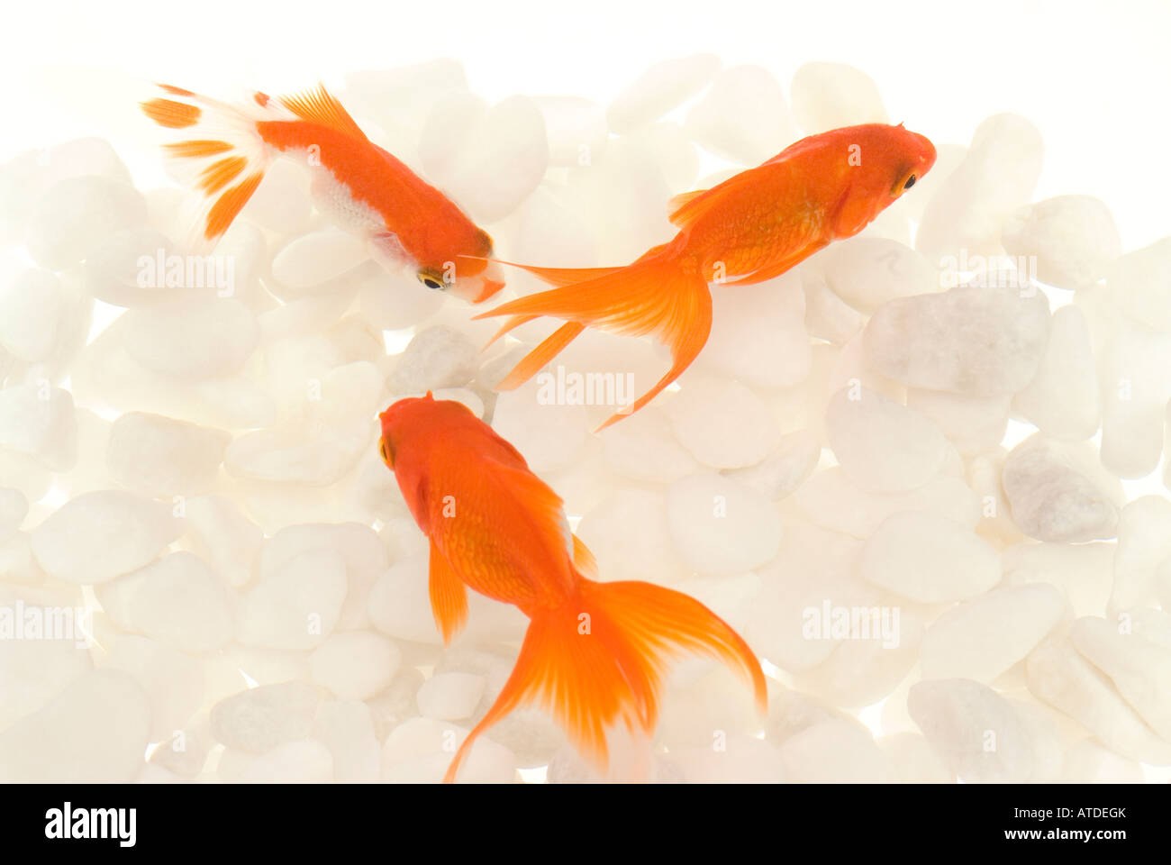 Nage de poisson rouge Banque de photographies et d’images à haute ...