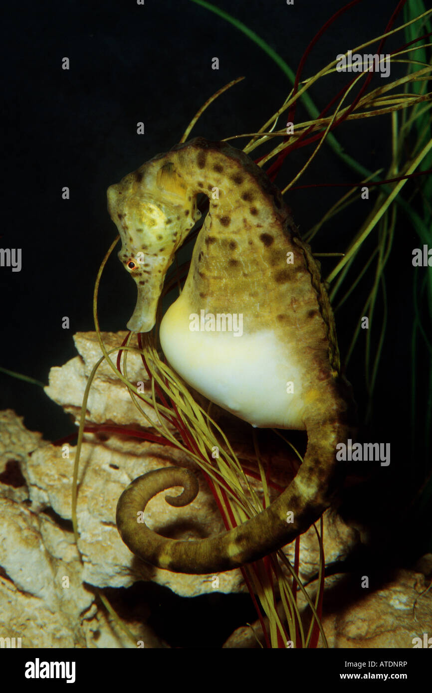 Hippocampus sp Banque de photographies et d’images à haute résolution ...