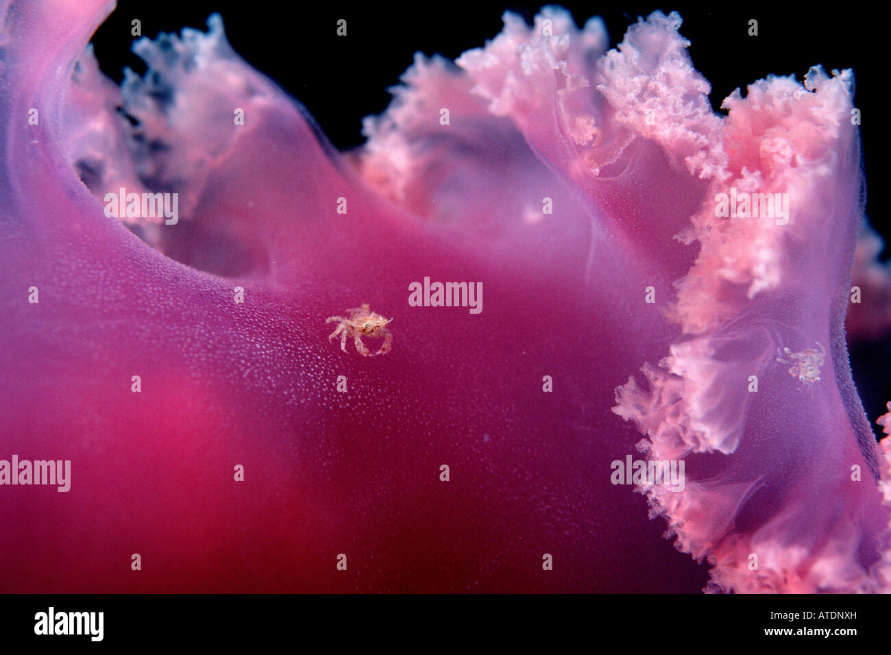 Méduse géante chrysaora sp avec des juvéniles de l'océan Pacifique en ...