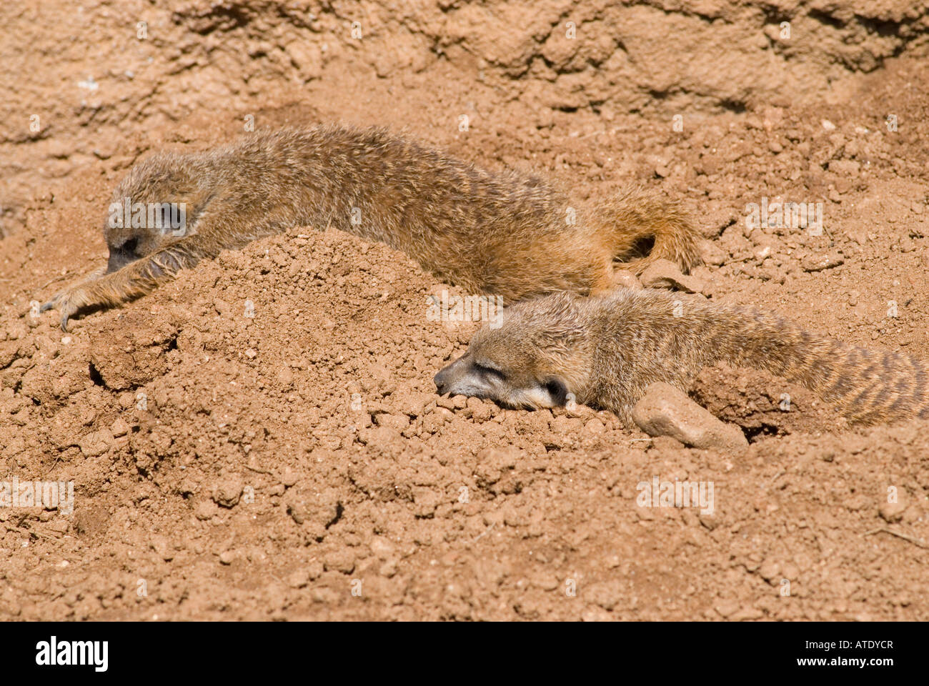 Deux suricates répéter sur le sable au milieu jour soleil au Zoo de ...
