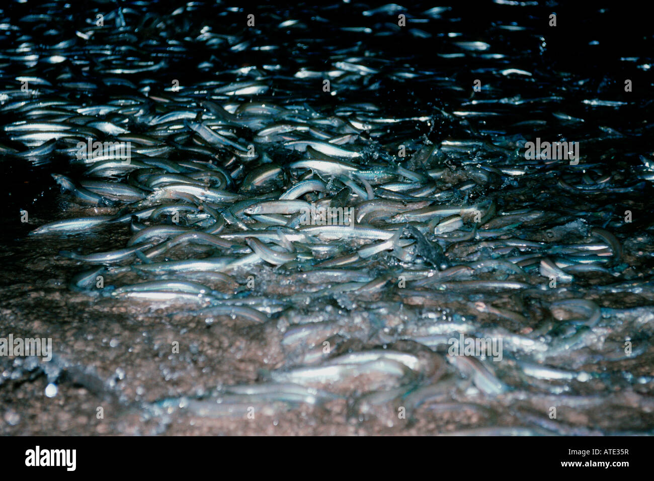 California grunion leuresthes tenuis Banque de photographies et d ...