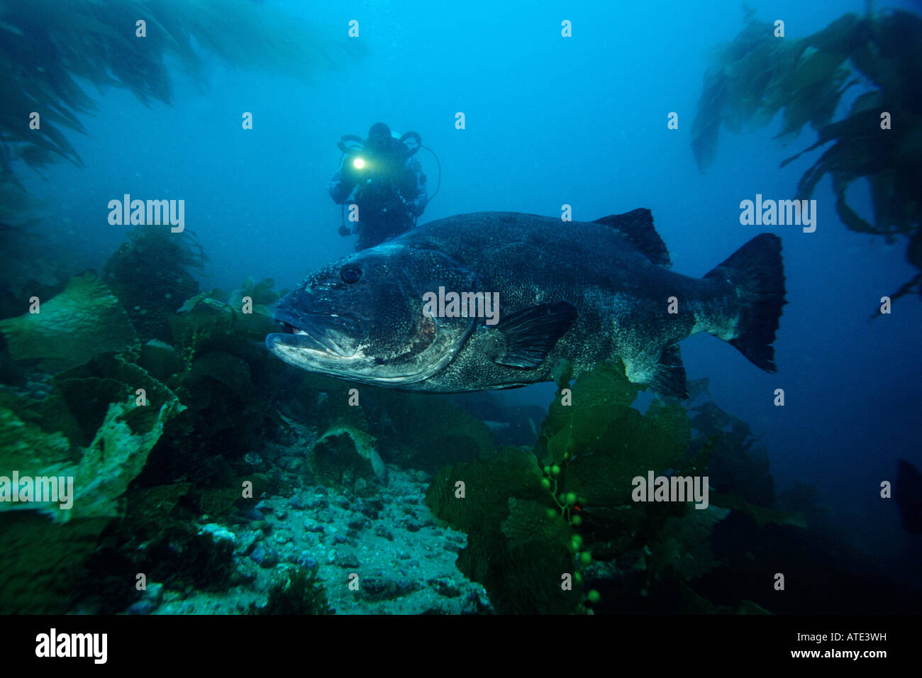 Le loup géant Stereolepis gigas avec scuba diver Photo Stock - Alamy