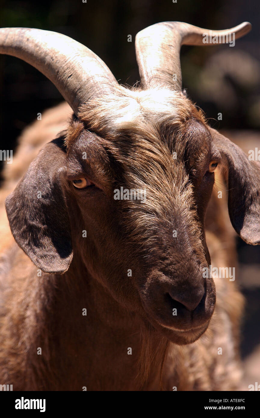 Evil goat Banque de photographies et d’images à haute résolution - Alamy