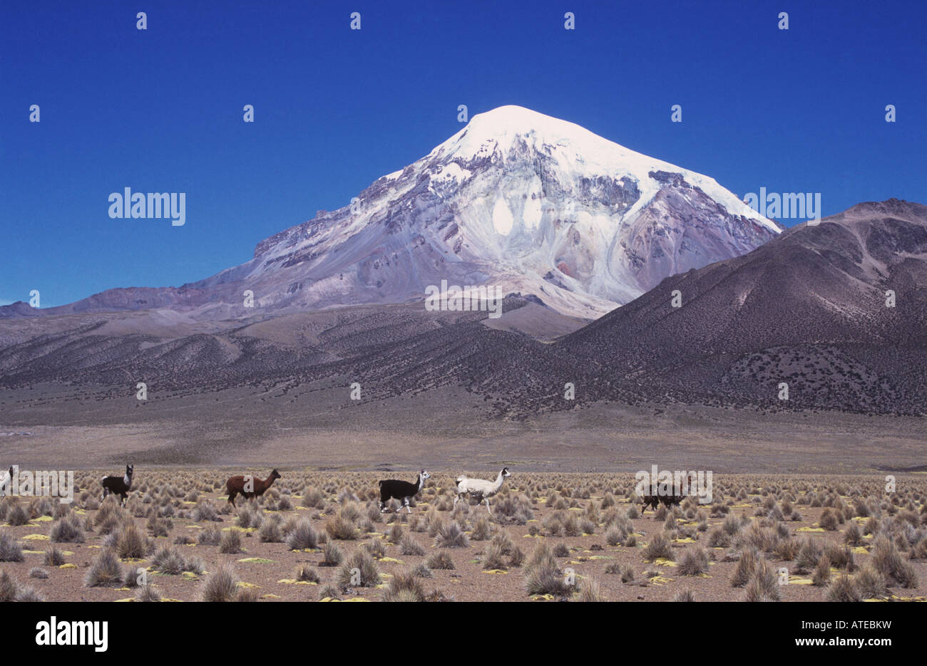 Volcan Sajama et lamas (Lama glama) , le parc national de Sajama ...