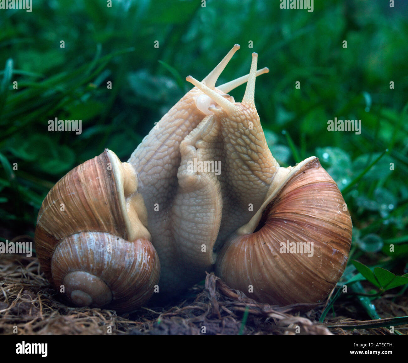 Accouplement de deux escargots Banque de photographies et d’images à ...