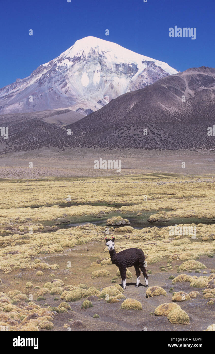 Volcan Sajama et alpaca (Vicugna pacos) , le parc national de Sajama ...