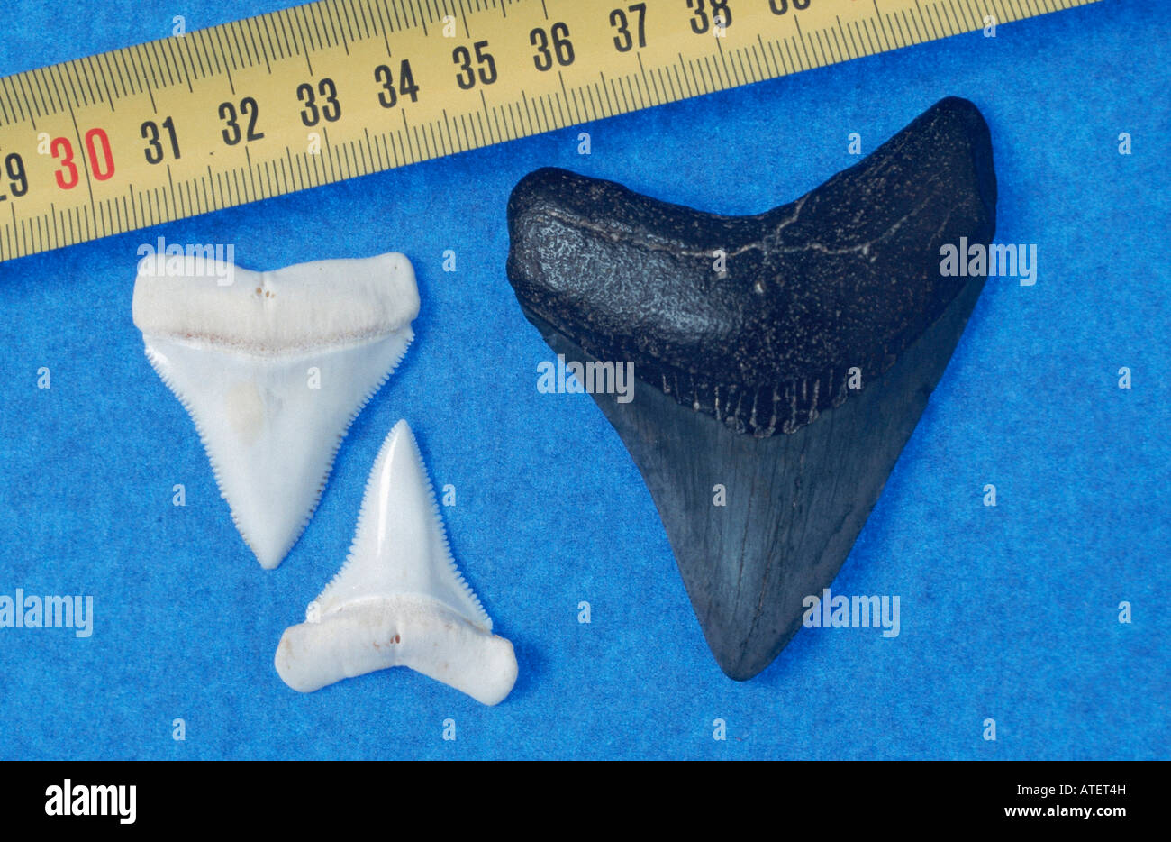 Dent de requin blanc Banque de photographies et d’images à haute ...