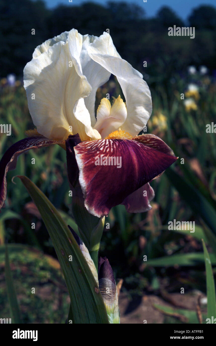 étamines d'iris barbu Banque de photographies et d’images à haute ...