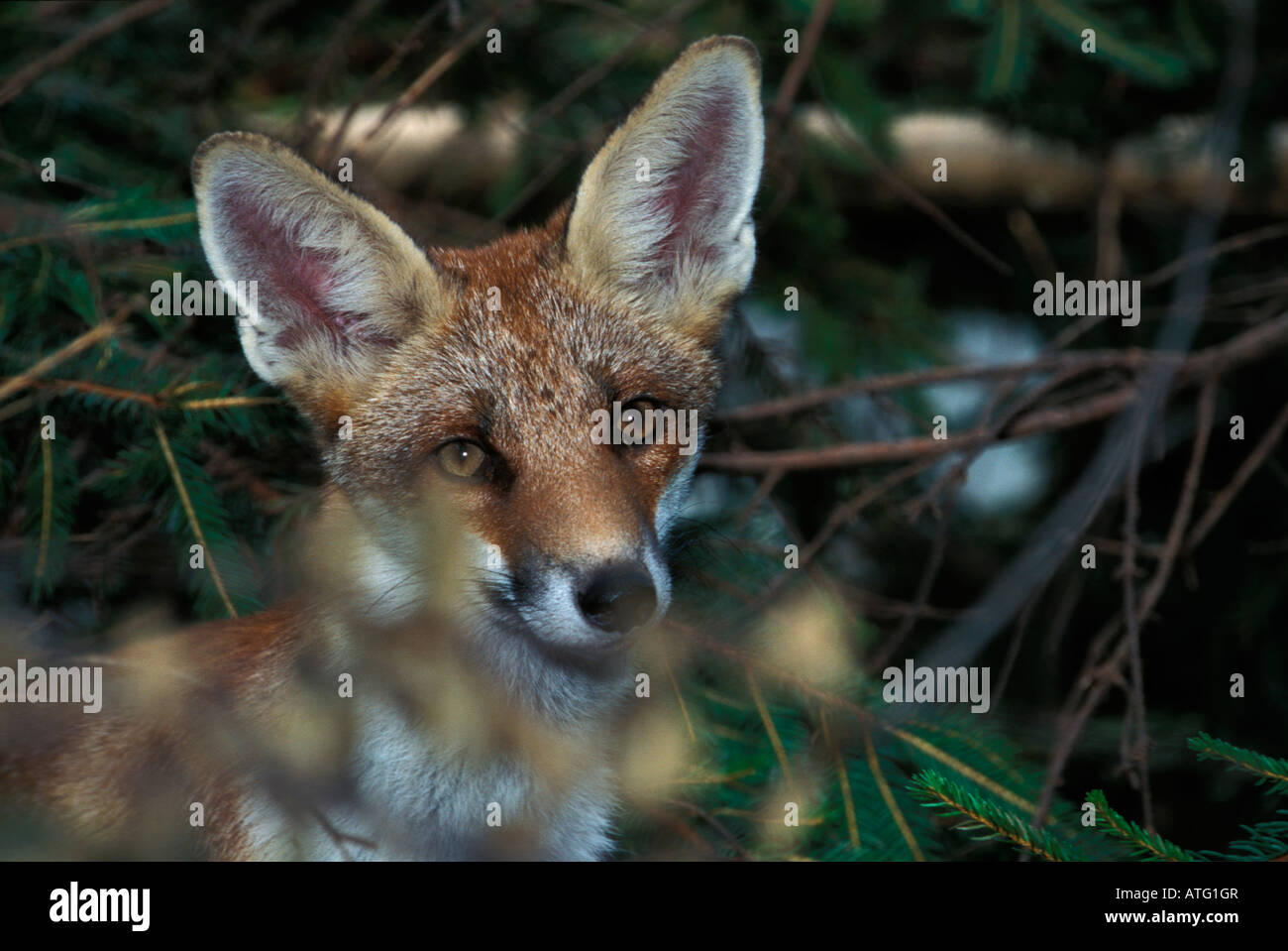 Renard roux Le renard roux Vulpes vulpes Rotfuchs Canidés Canoidea ...