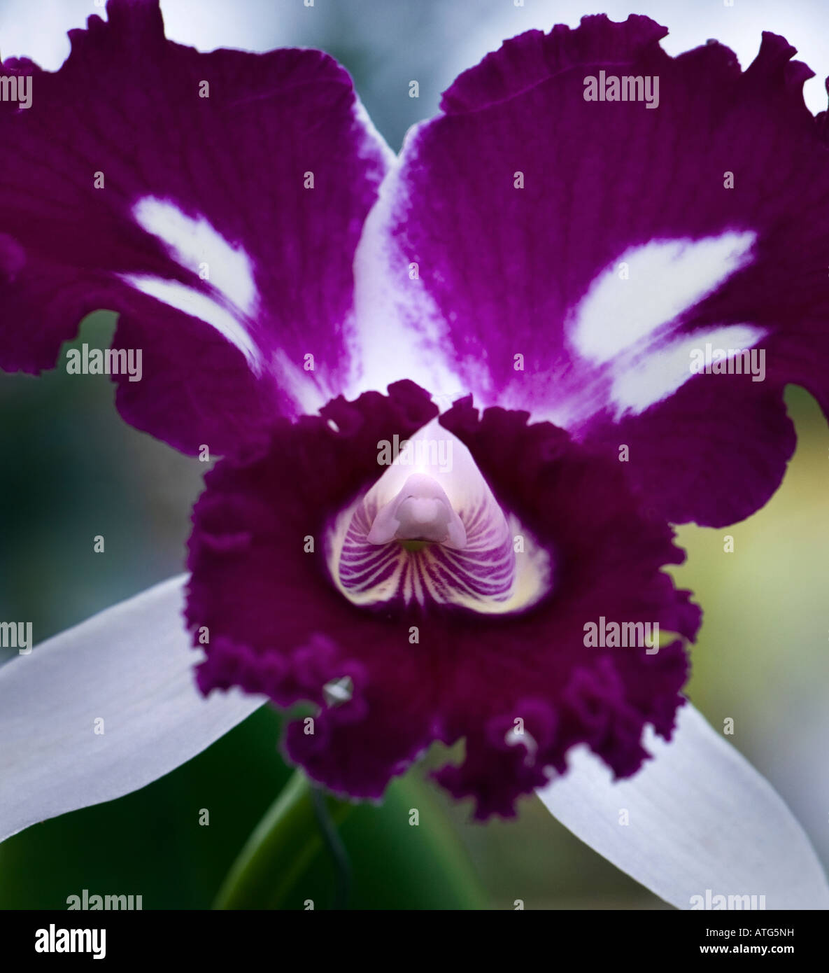 Purple cattleya orchid flower Banque de photographies et d’images à ...