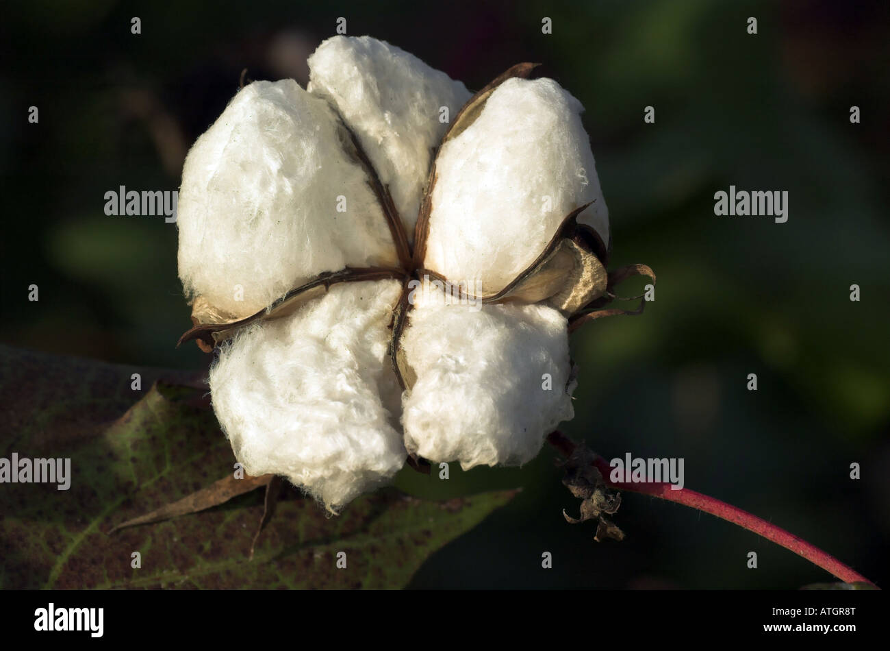 Cotonnier commun Banque de photographies et d’images à haute résolution ...
