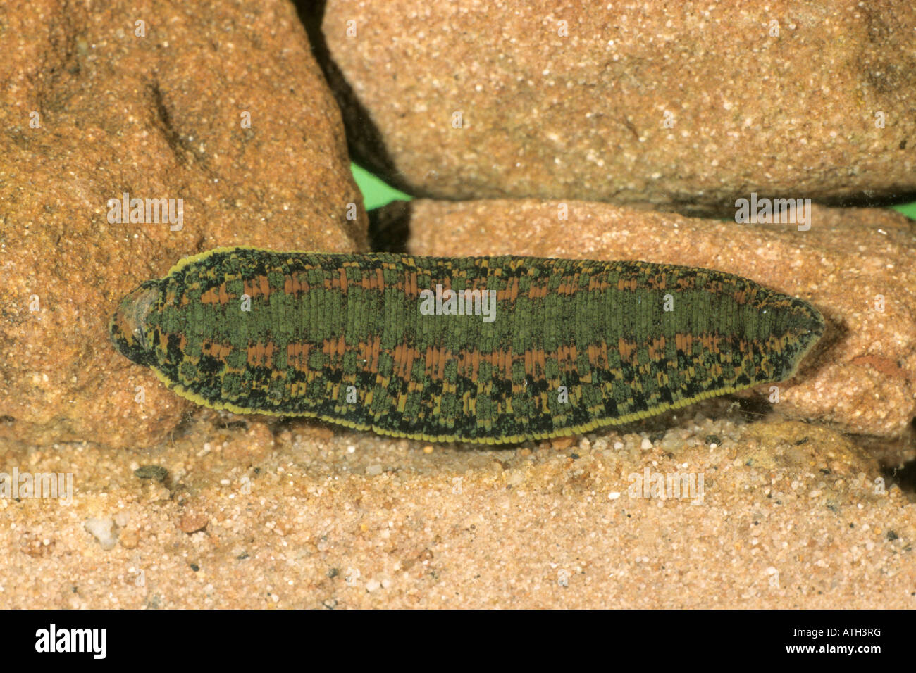 Sangsue hirudinea Banque de photographies et d’images à haute ...