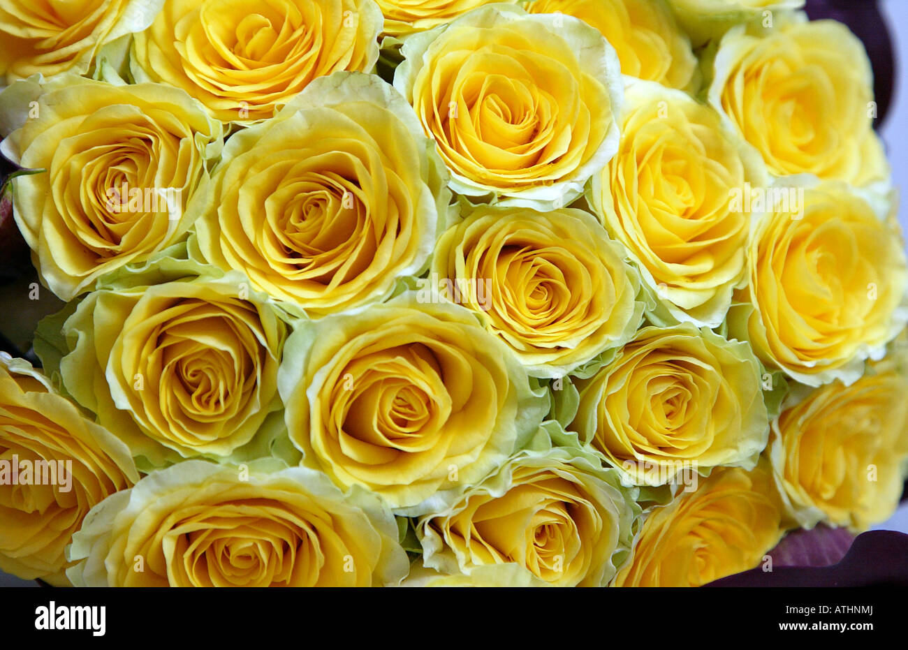 Un bouquet de roses jaunes Banque de photographies et d’images à haute ...