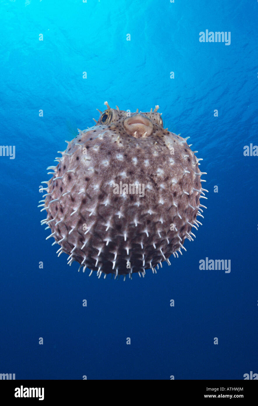 Le poisson-globe, sous l'eau, les poissons, l'océan, sur la mer ...