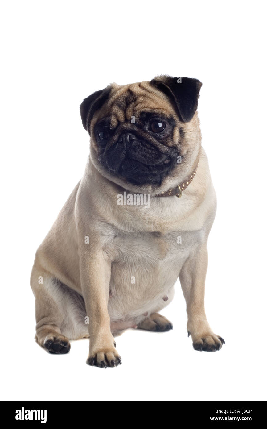 Squashed in Banque de photographies et d’images à haute résolution - Alamy