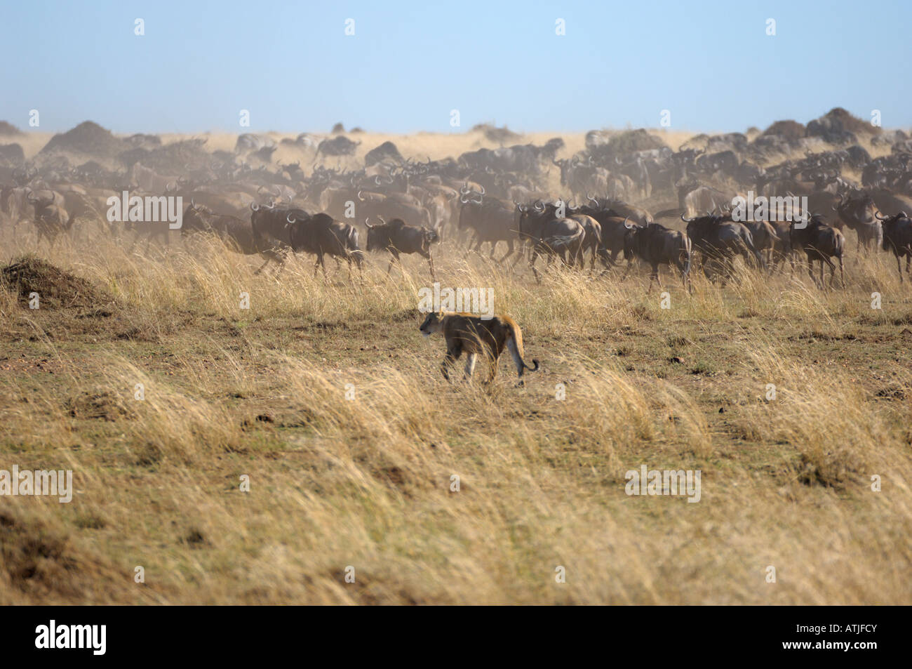 Animal migration africa lion Banque de photographies et d’images à ...