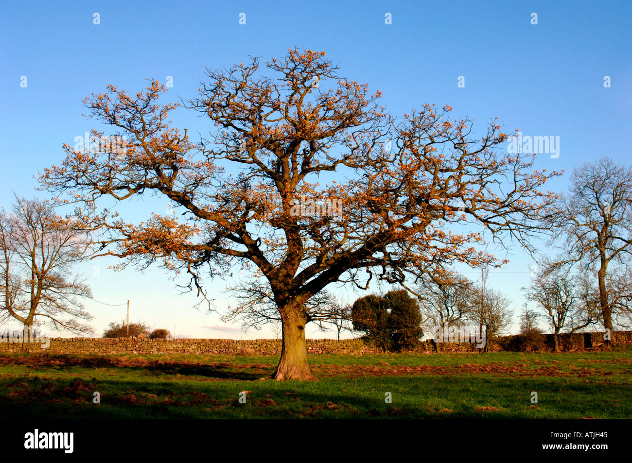 árboles distintos Banque de photographies et d’images à haute ...