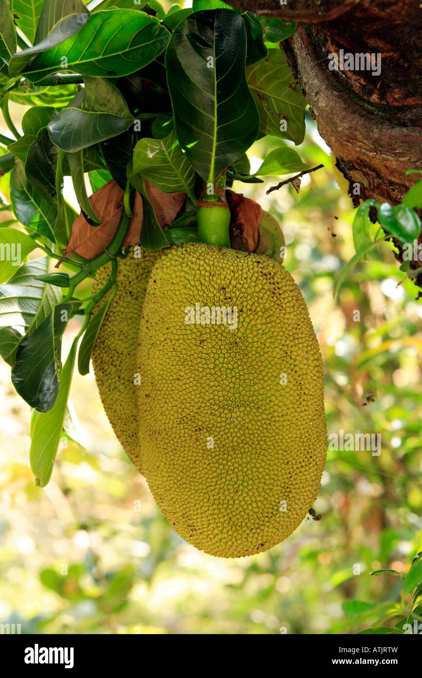 Jack fruit africa Banque de photographies et d’images à haute ...