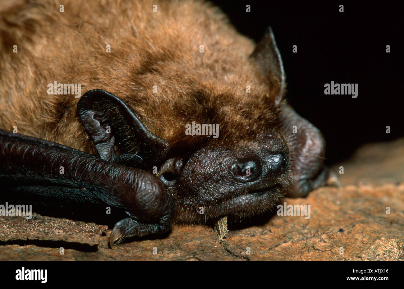 Noctule nyctalus noctula Banque de photographies et d’images à haute ...