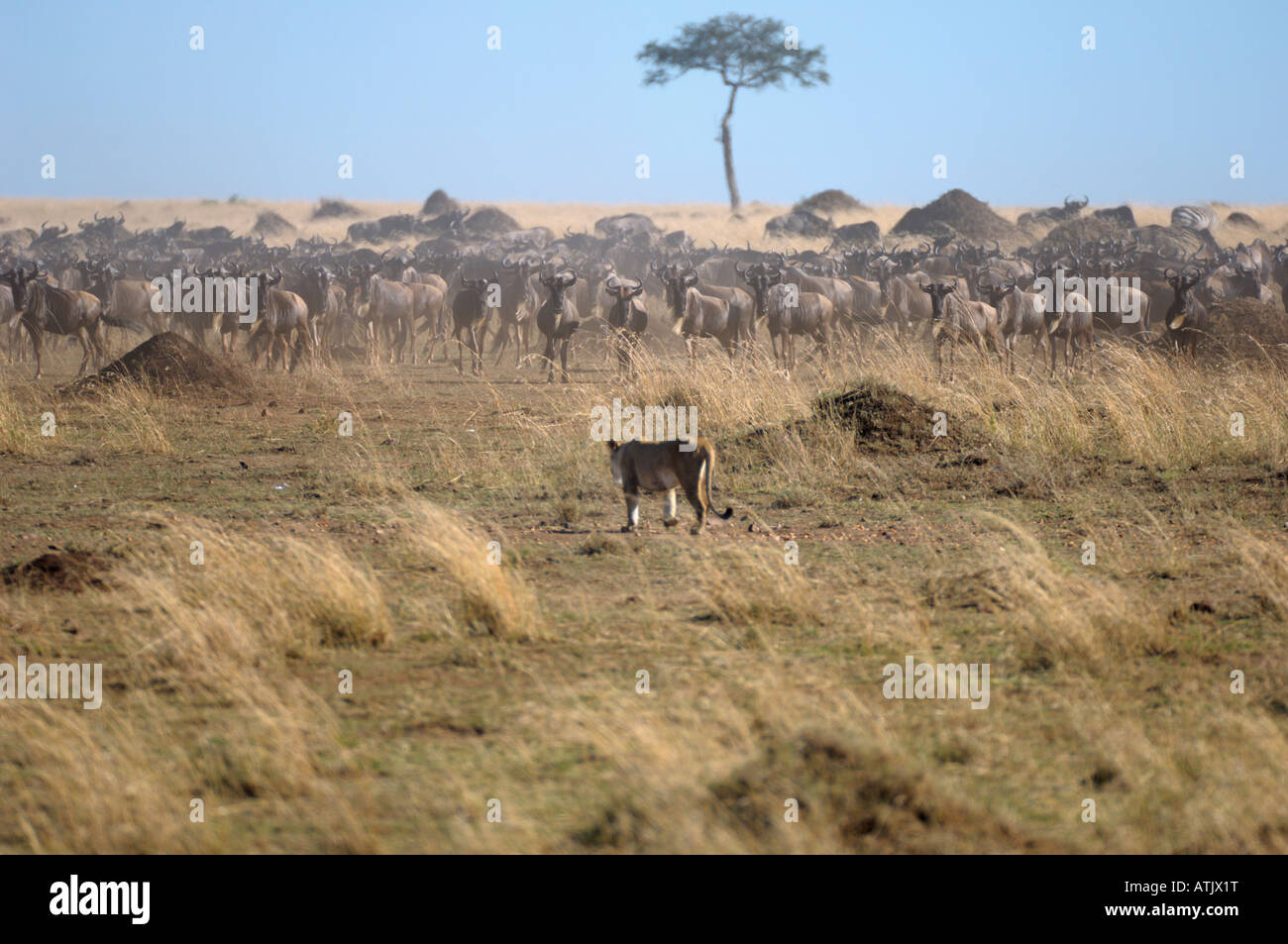 Animal migration africa lion Banque de photographies et d’images à ...