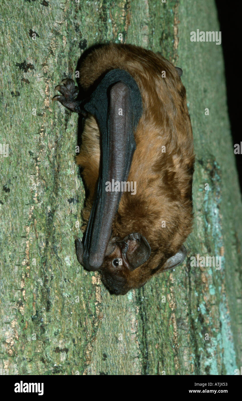 Noctule nyctalus noctula Banque de photographies et d’images à haute ...
