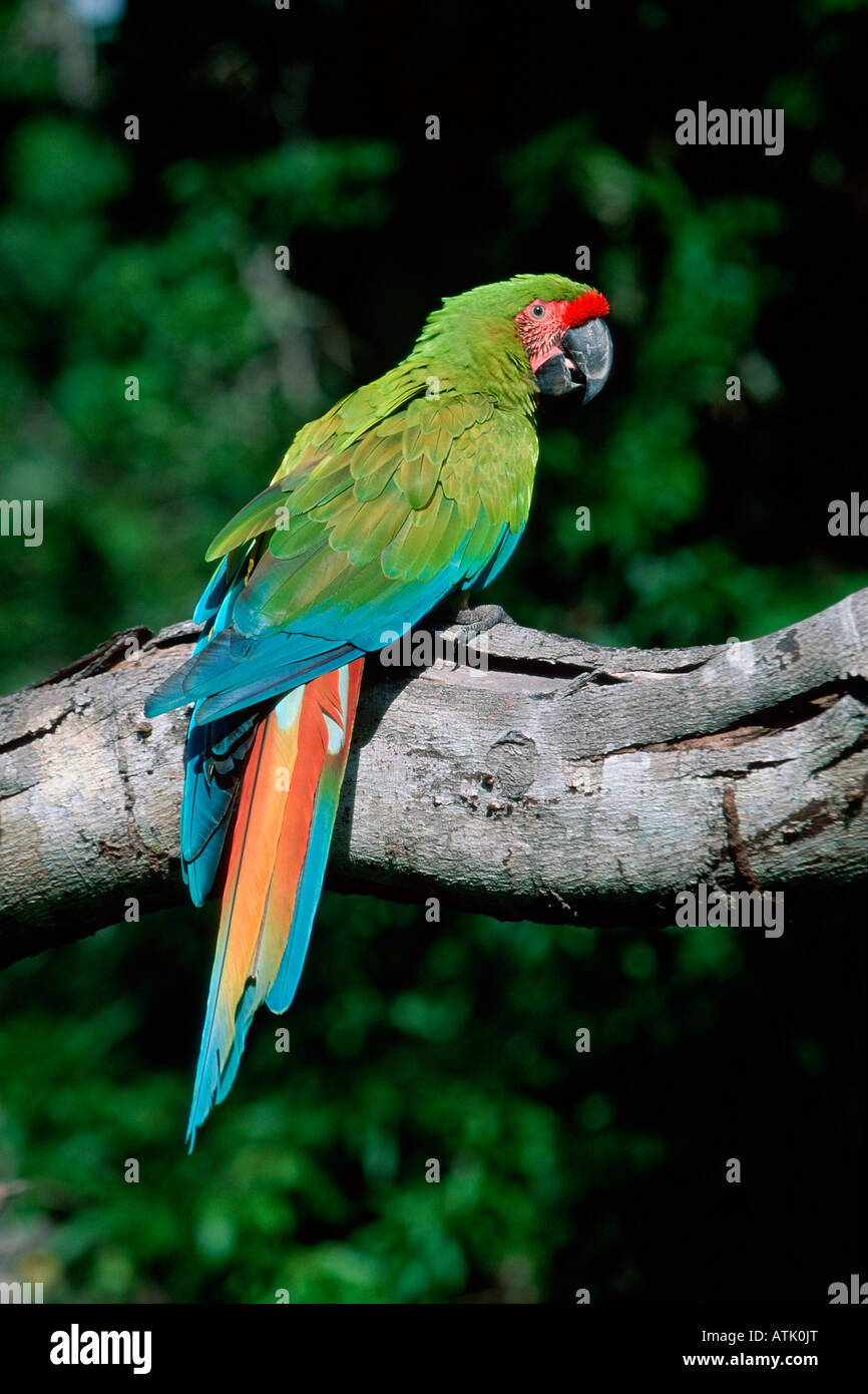 Grand Ara Vert Banque d'image et photos - Alamy