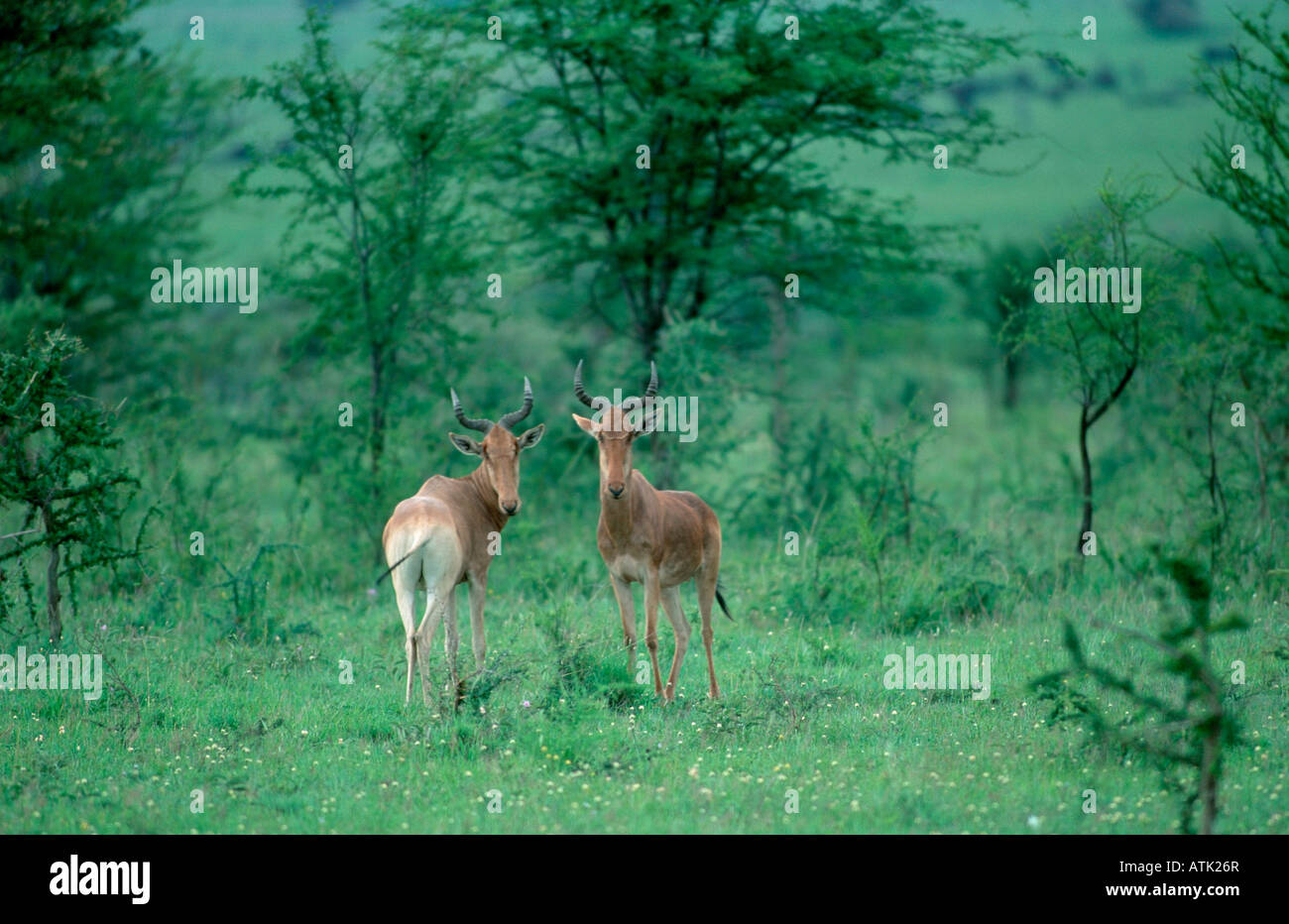 Couple de bubales Banque de photographies et d’images à haute ...