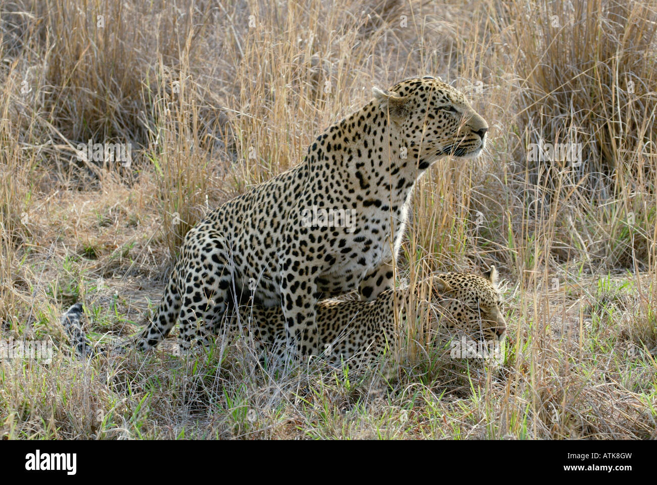 African leopard mating Banque de photographies et d’images à haute ...
