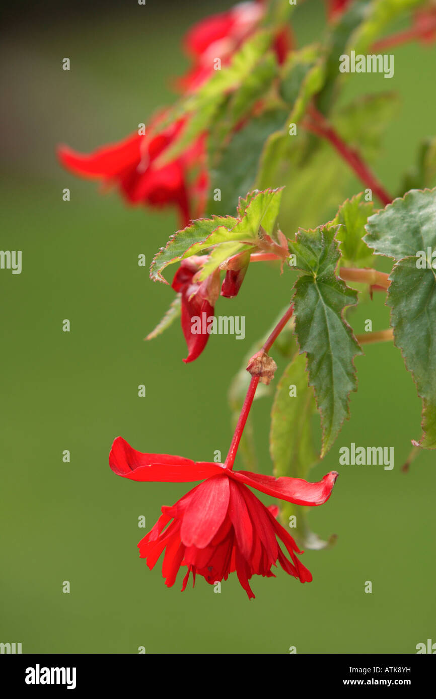 Begonia pendula red Banque de photographies et d’images à haute ...