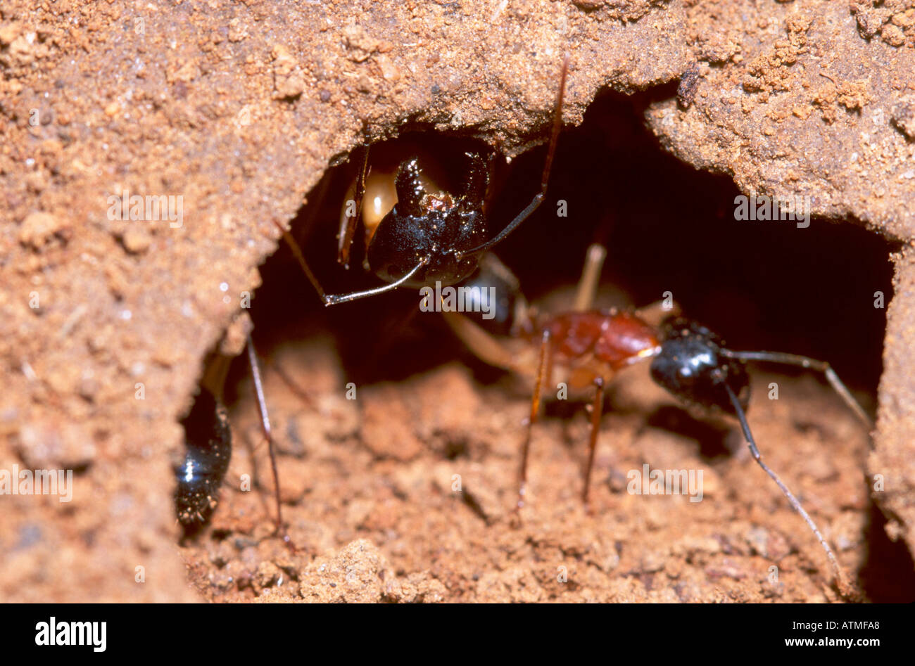 Fourmi Soldat Banque d'image et photos - Alamy