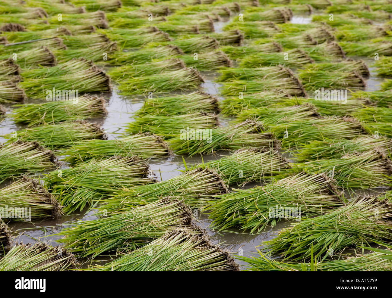 Rizier balinais Banque de photographies et d’images à haute résolution ...