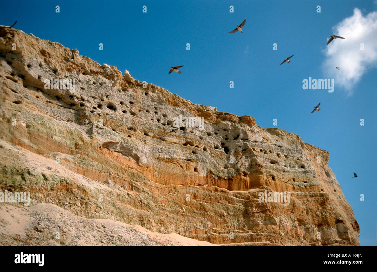 Colonie de sand martin Banque de photographies et d’images à haute ...