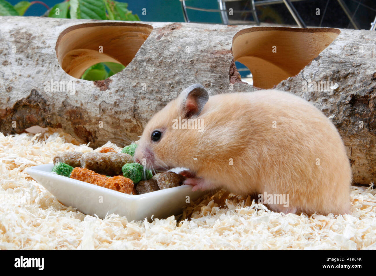 Golden hamster mesocricetus auratus standing Banque de photographies et ...