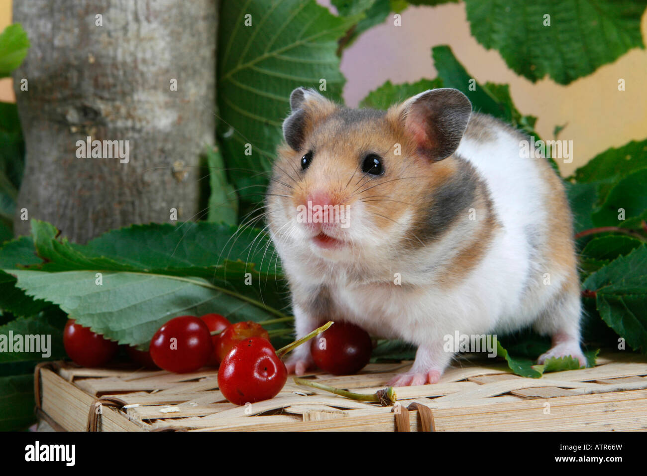 Golden hamster mesocricetus auratus standing Banque de photographies et ...