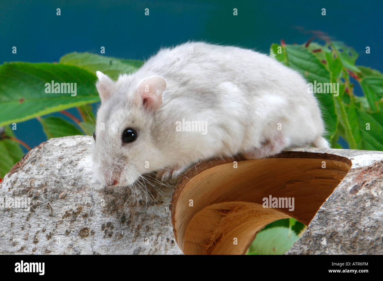 Roborovski hamster phodopus roborovskii Banque de photographies et d ...
