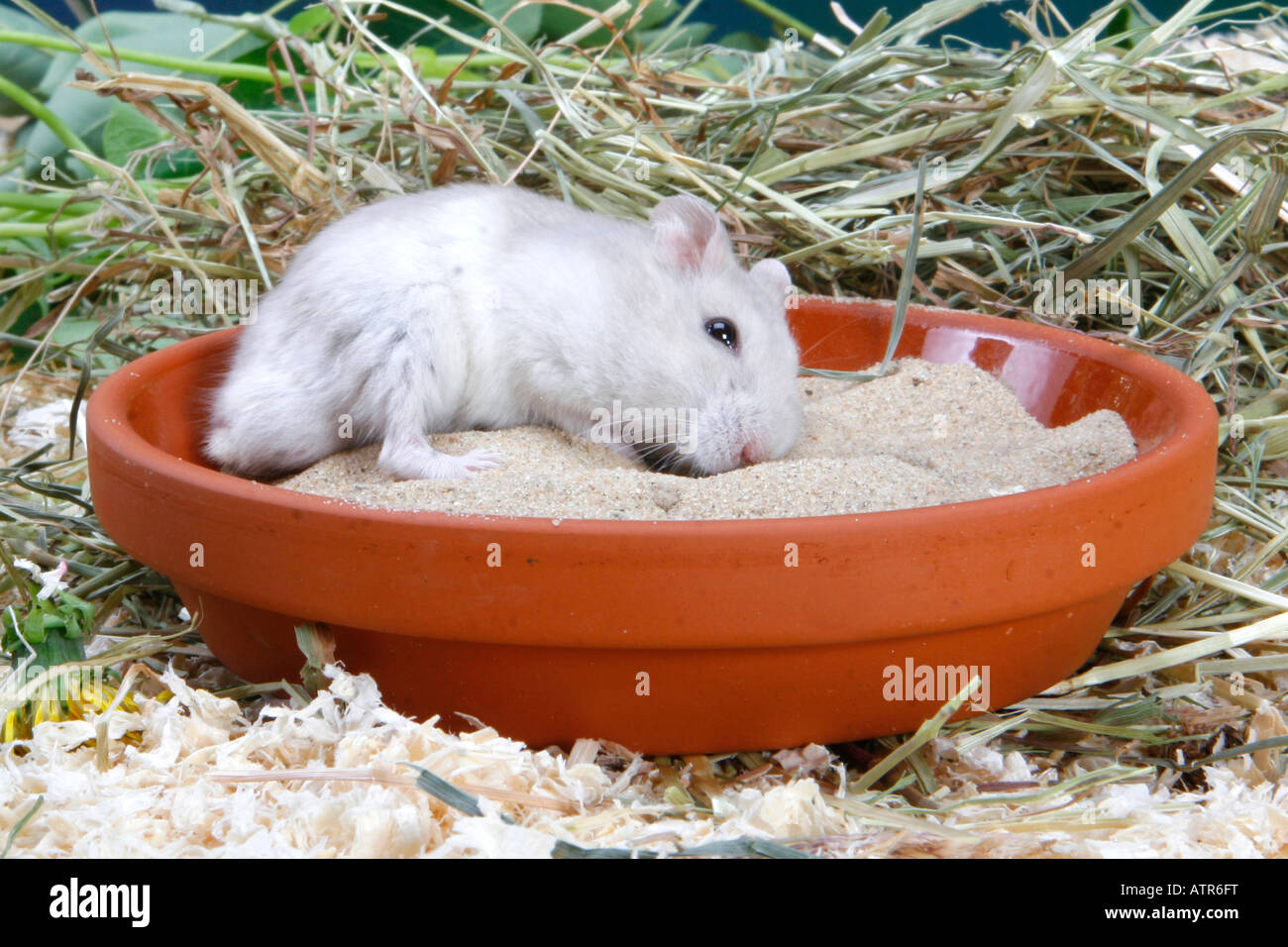 Roborovski hamster phodopus roborovskii Banque de photographies et d ...