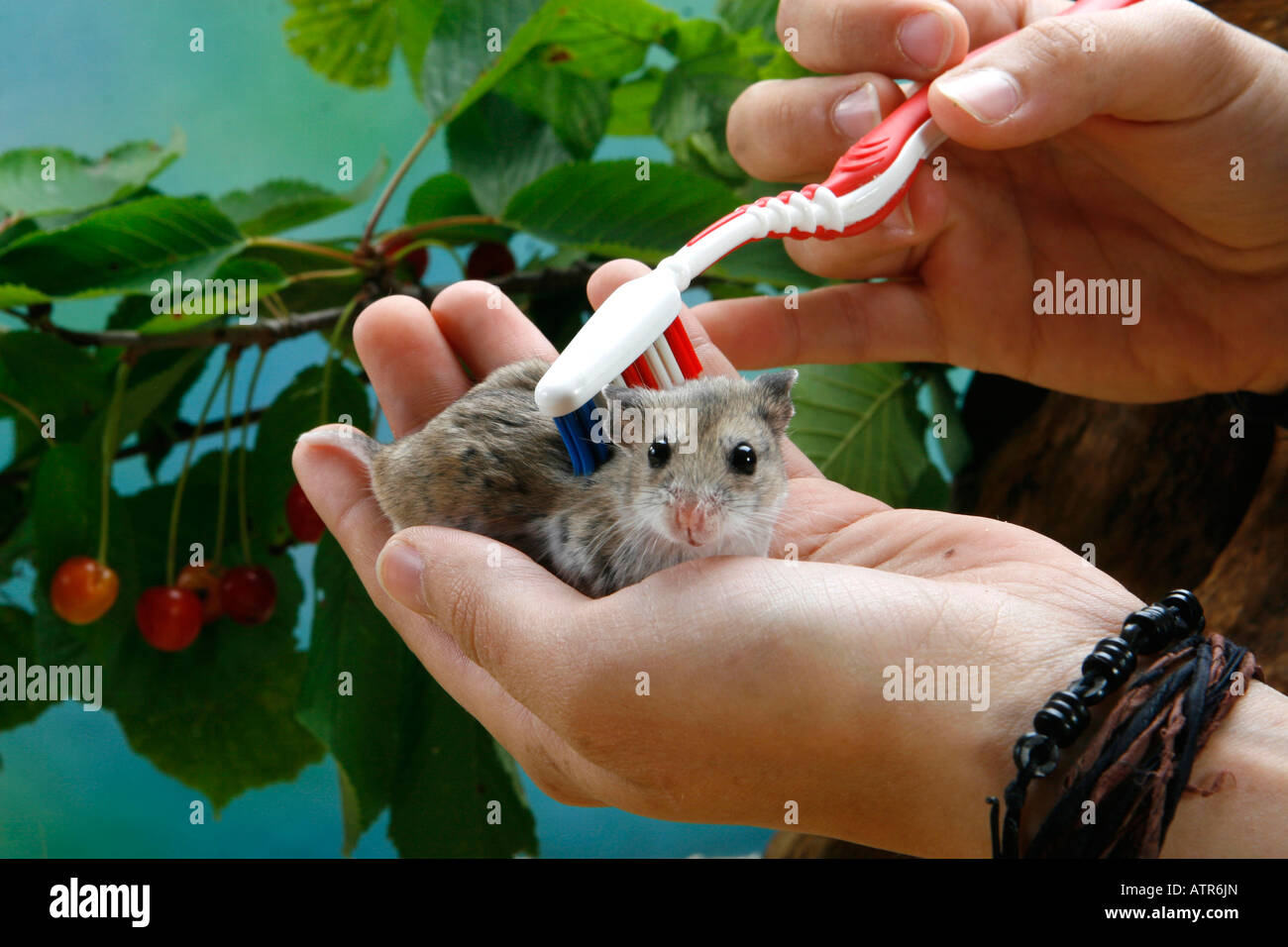 Hamster chinese cricetulus barabensis Banque de photographies et d ...