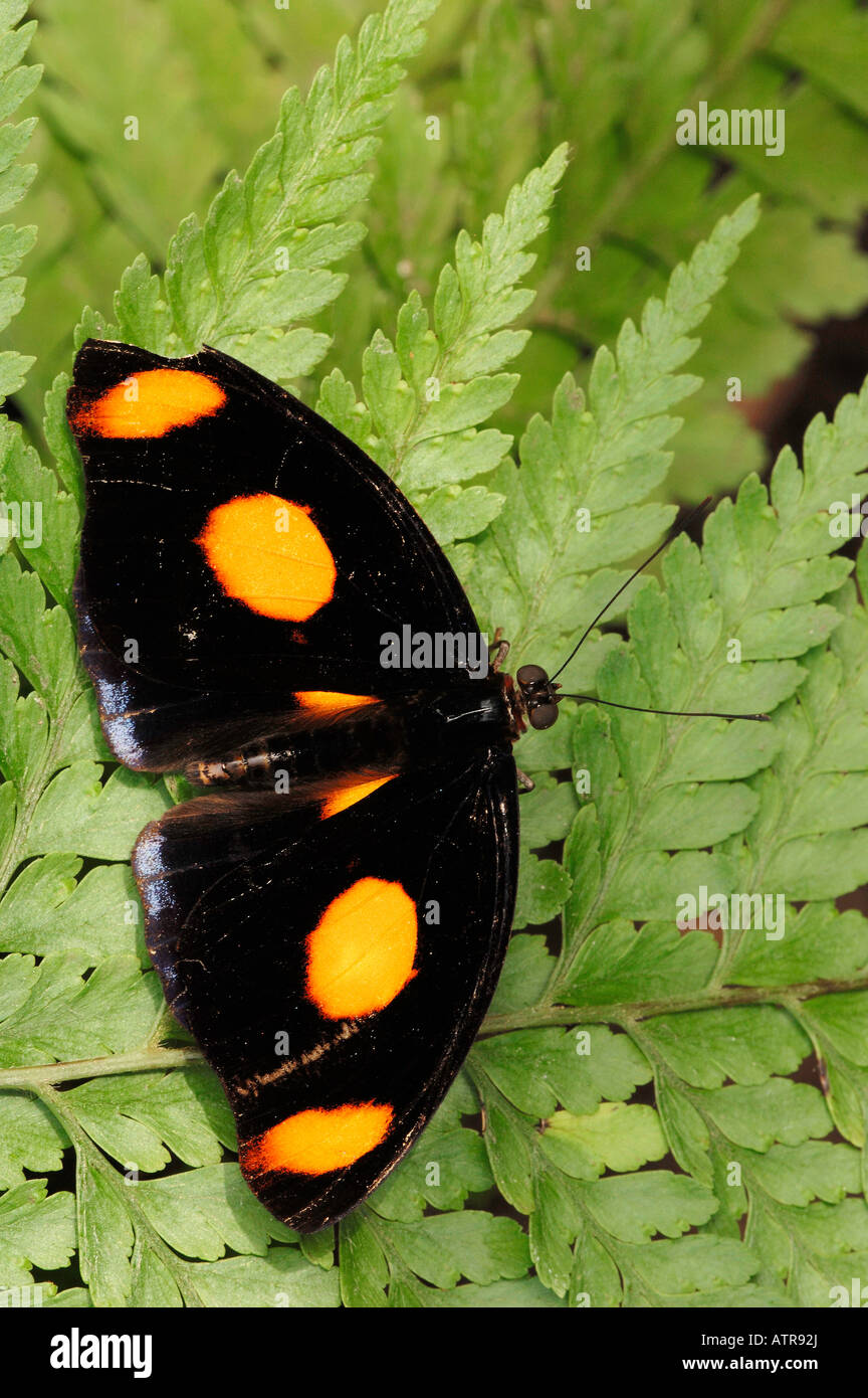 Papillon de cordonnier grec Banque de photographies et d’images à haute ...