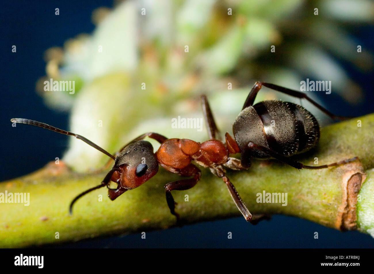 Petite fourmi en bois rouge formica polyctena Banque de photographies ...