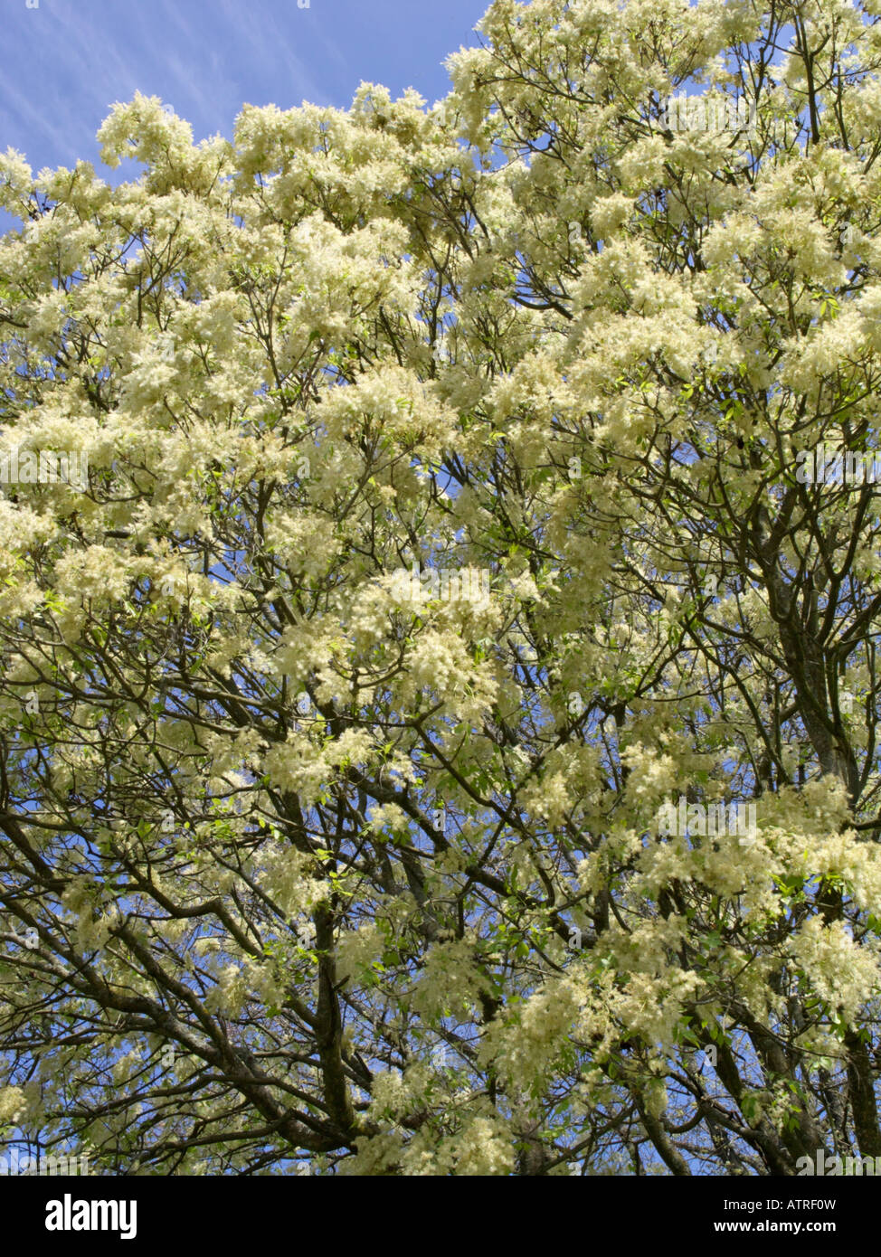 La floraison le frêne (Fraxinus ornus Photo Stock - Alamy
