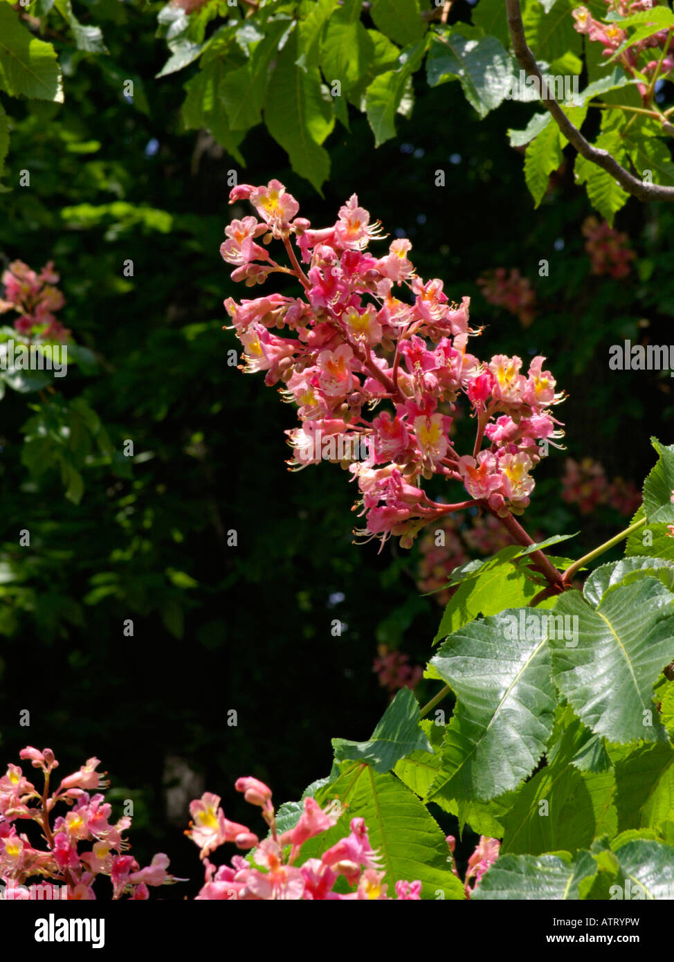 Fleurs de marronnier rouge Banque de photographies et d’images à haute ...