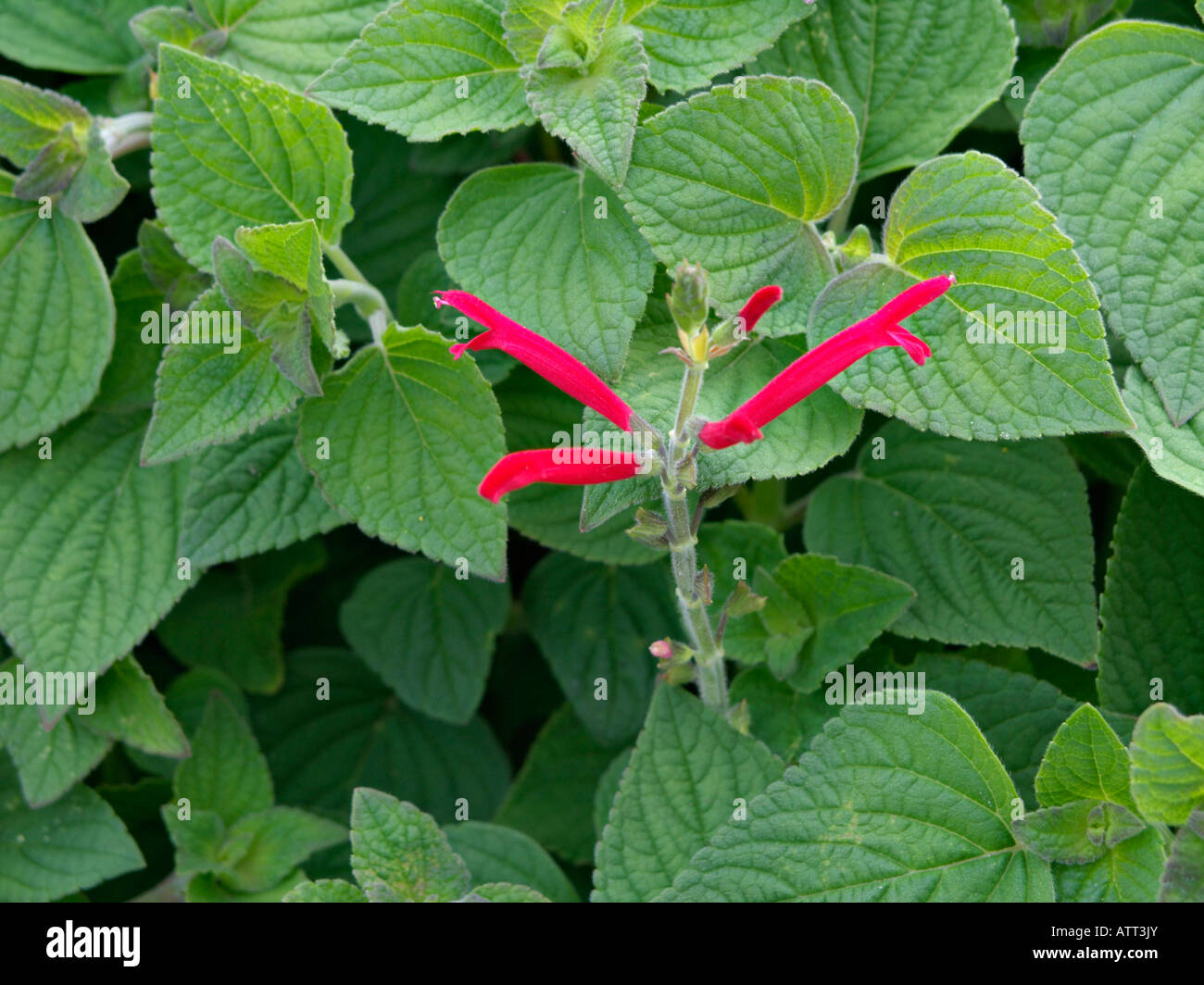 Plante de sauge écarlate Banque de photographies et d’images à haute ...