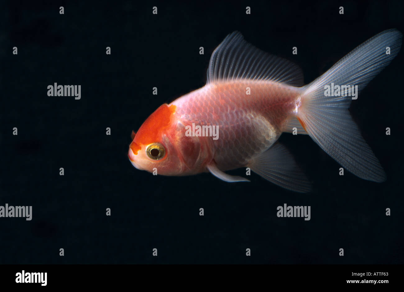 Goldfish comet Banque de photographies et d’images à haute résolution ...