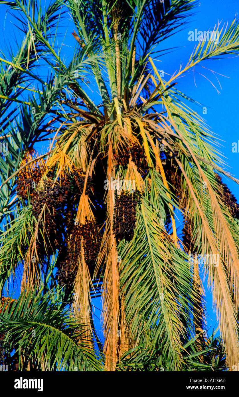 Kebili oasis Banque de photographies et d’images à haute résolution - Alamy