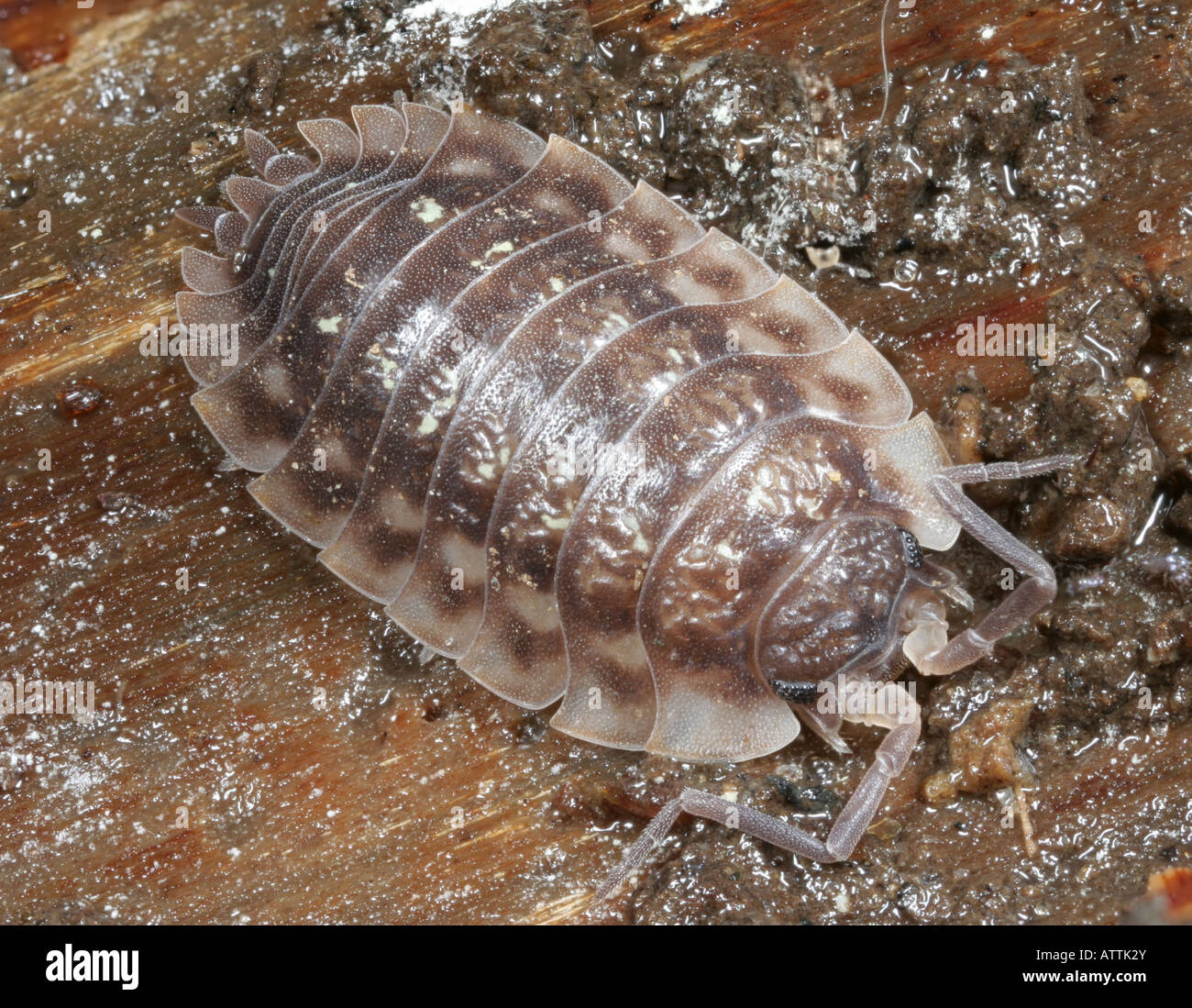 Poux de bois Banque de photographies et d’images à haute résolution - Alamy