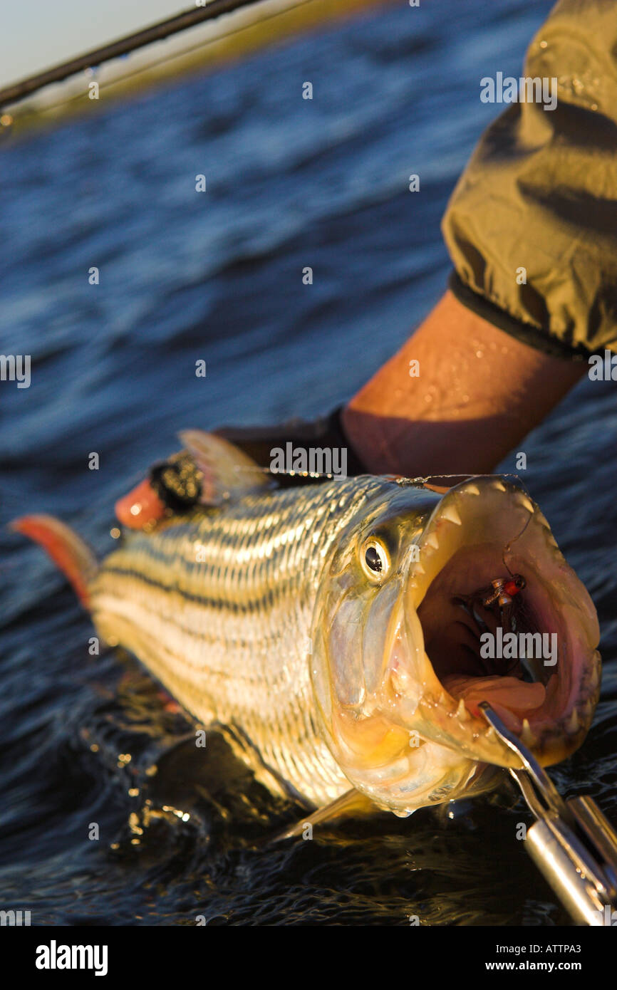 Poisson boga Banque de photographies et d’images à haute résolution - Alamy