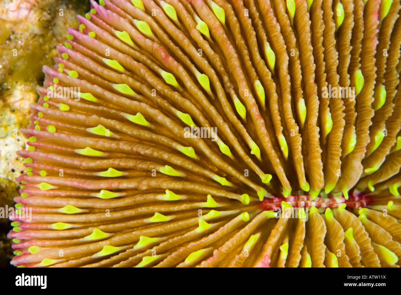 Champignon corail fungia scutaria Banque de photographies et d’images à ...
