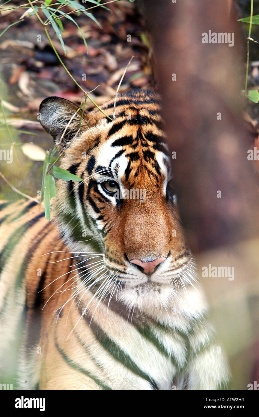 Tigre royal du bengale panthera tigris bengalensis Banque de ...