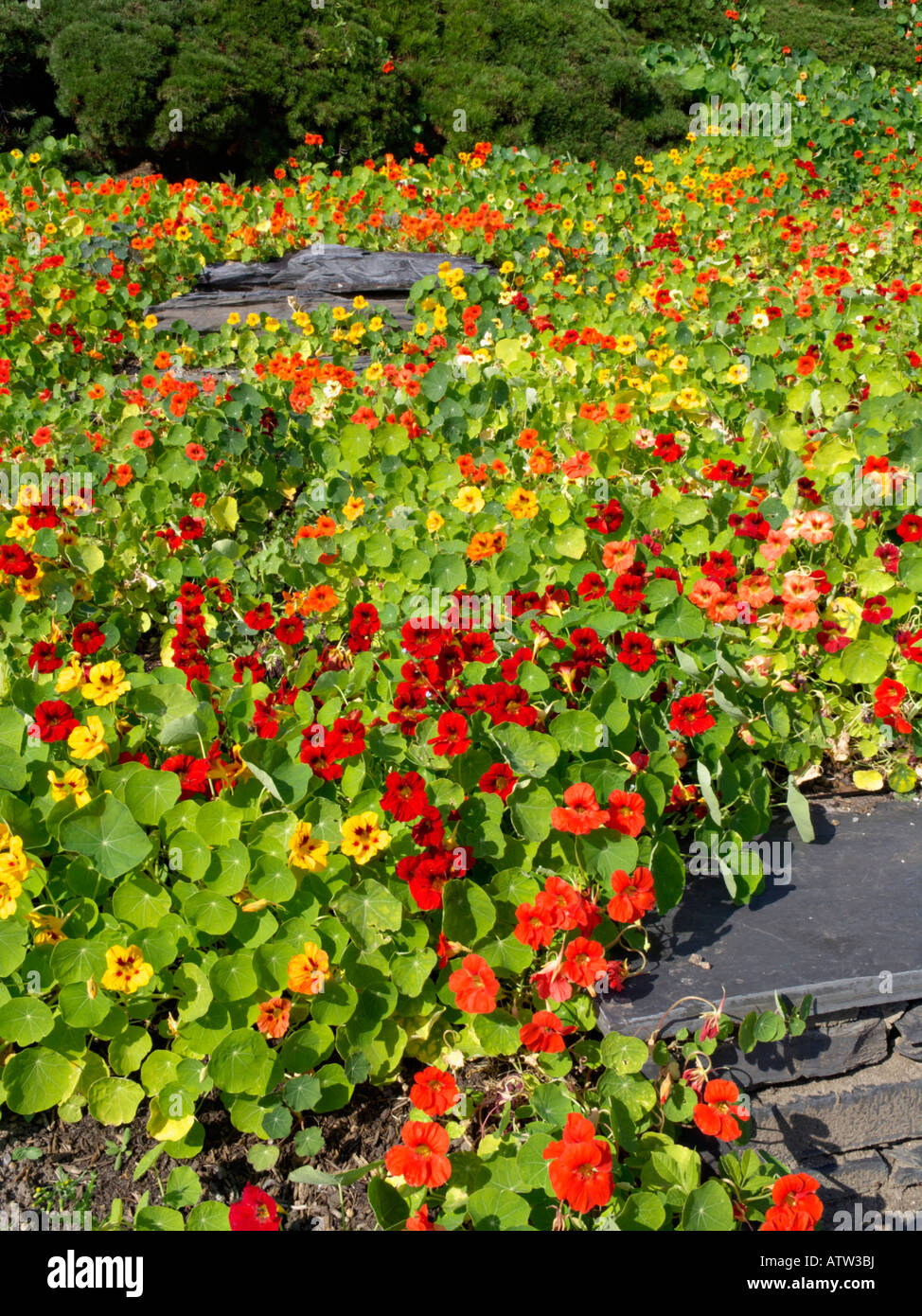 Indian cress tropaeolum majus Banque de photographies et d’images à ...