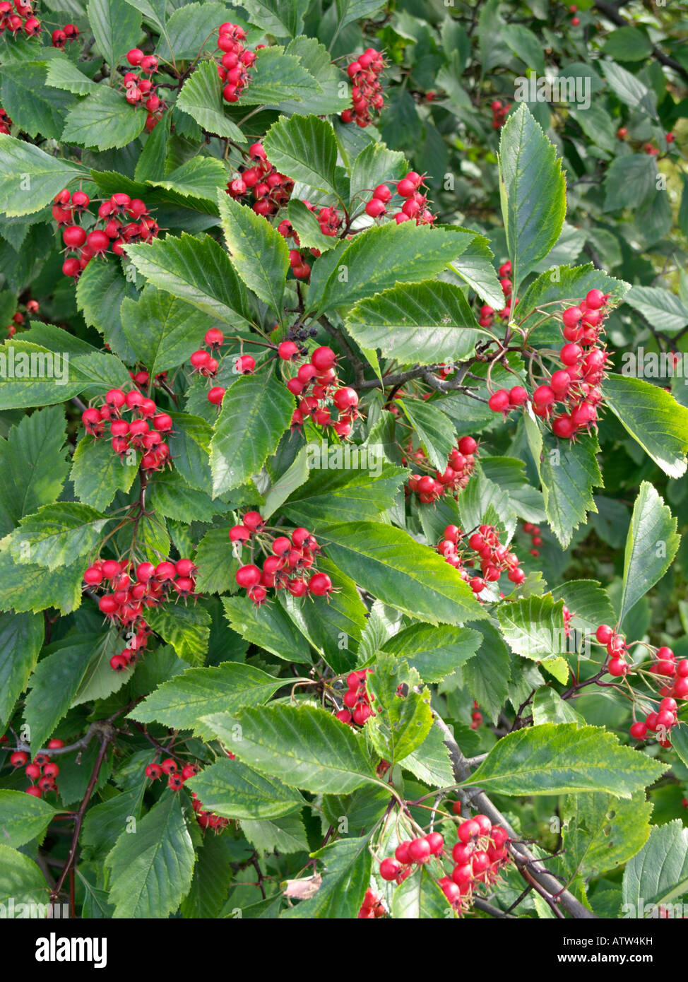 Crataegus species Banque de photographies et d’images à haute ...